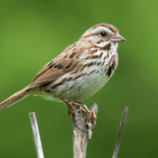 Sparrow Research's Analysis | Seeking Alpha