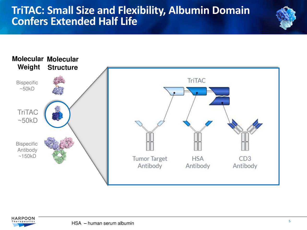 Harpoon Therapeutics: A First Look (NASDAQ:HARP) | Seeking Alpha